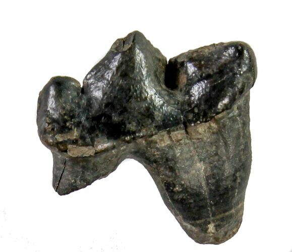 1.25" Sabertooth Cat (Smilodon) Carnassial Tooth - Florida For Sale ...