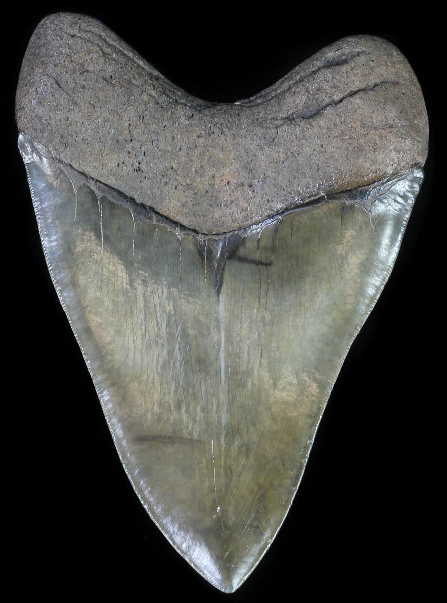 5.80" Fossil Megalodon Tooth - Huge Meg Tooth! For Sale (#64776 ...