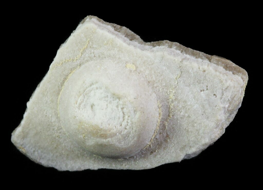 Fossil Pearl - Smoky Hill Chalk, Kansas For Sale (#64154) - FossilEra.com