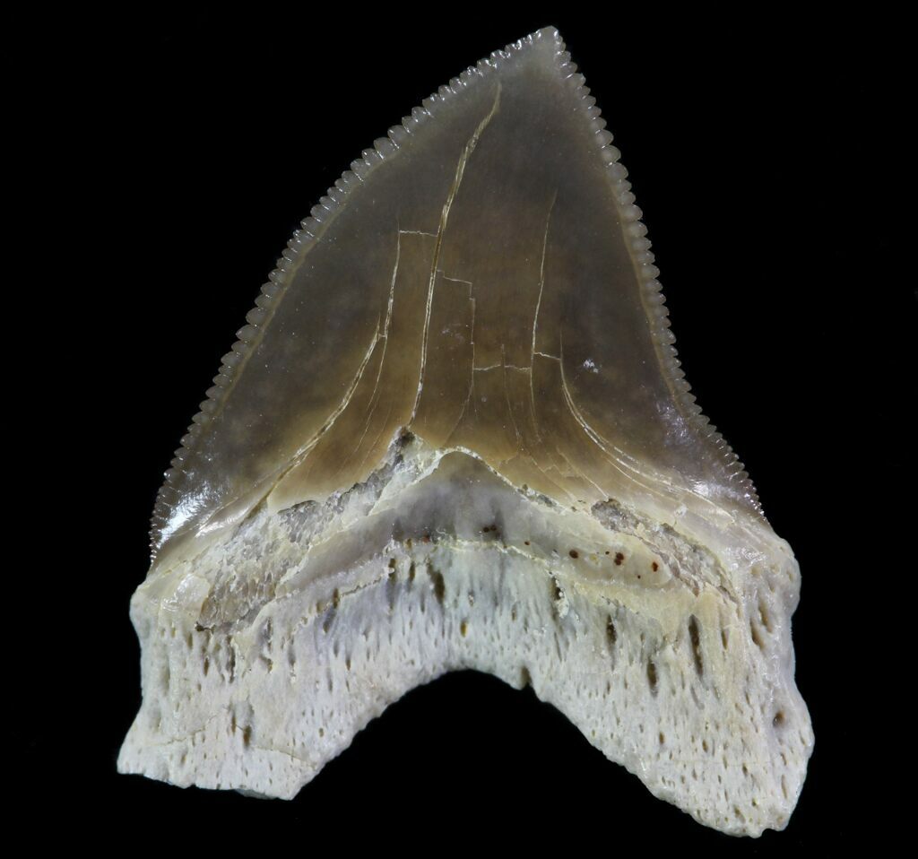 0.63" Squalicorax Fossil Shark Tooth - Kansas For Sale (#64156 ...