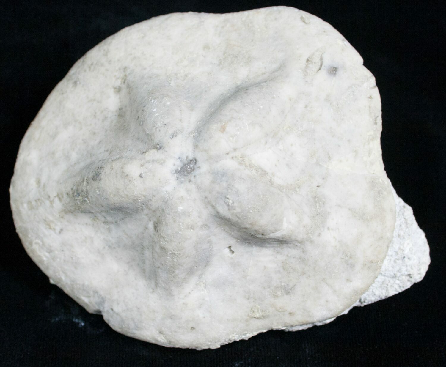 3.3" Fossil "Sea Biscuit" (Clypeaster) - Austria For Sale (#5438 ...