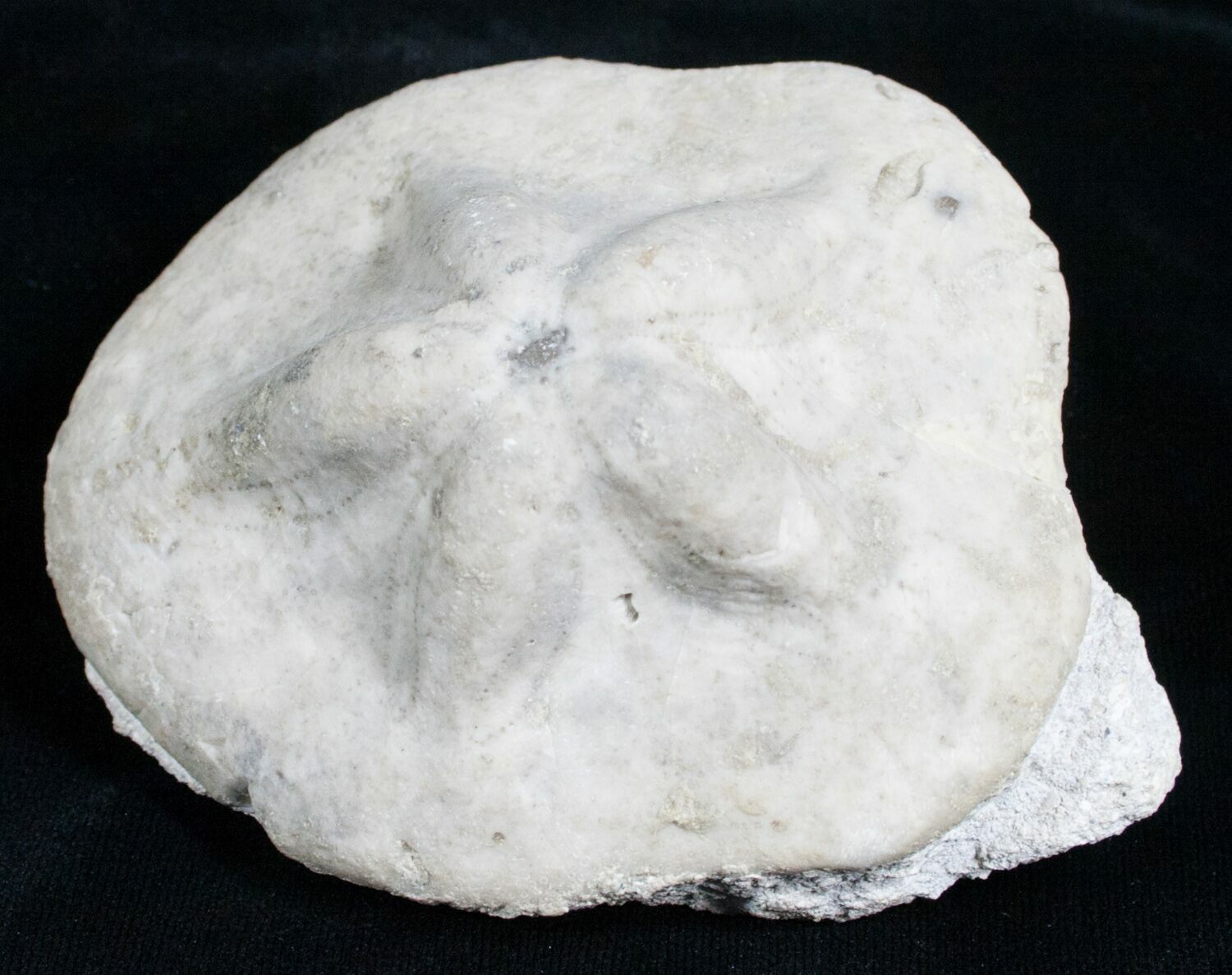 3.3" Fossil "Sea Biscuit" (Clypeaster) - Austria For Sale (#5438 ...