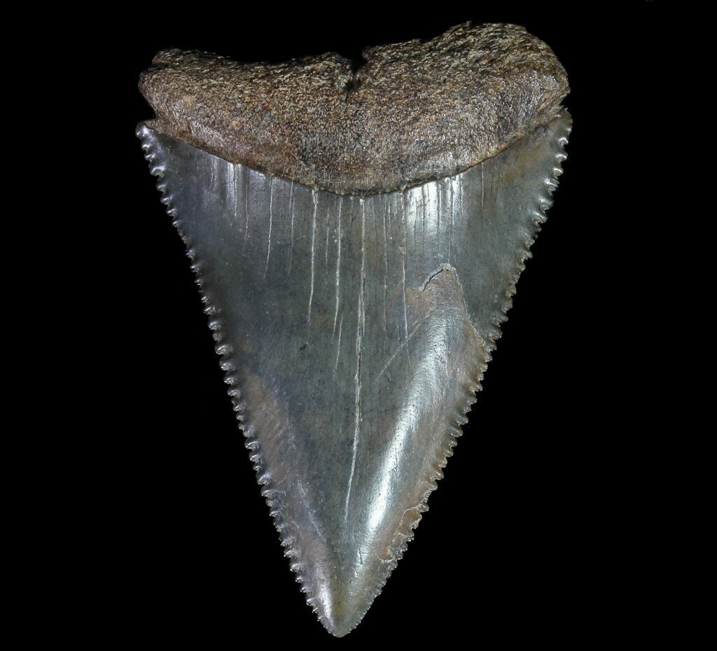 Serrated, 2.17" Fossil Great White Shark Tooth For Sale (#66078 ...