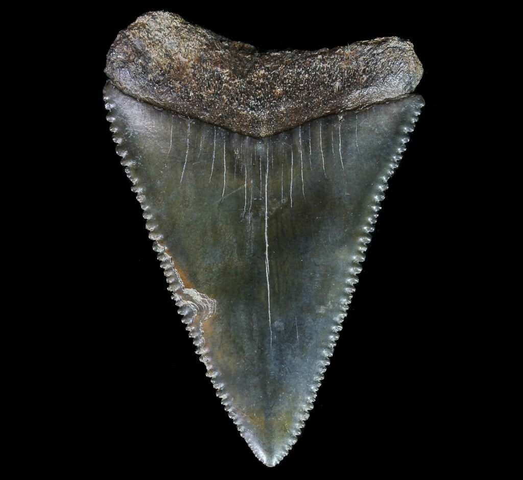 Serrated, 2.17" Fossil Great White Shark Tooth For Sale (#66078 ...