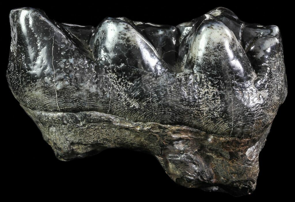 5.7" Gomphotherium (Mastodon Relative) Molar - South Carolina For Sale ...