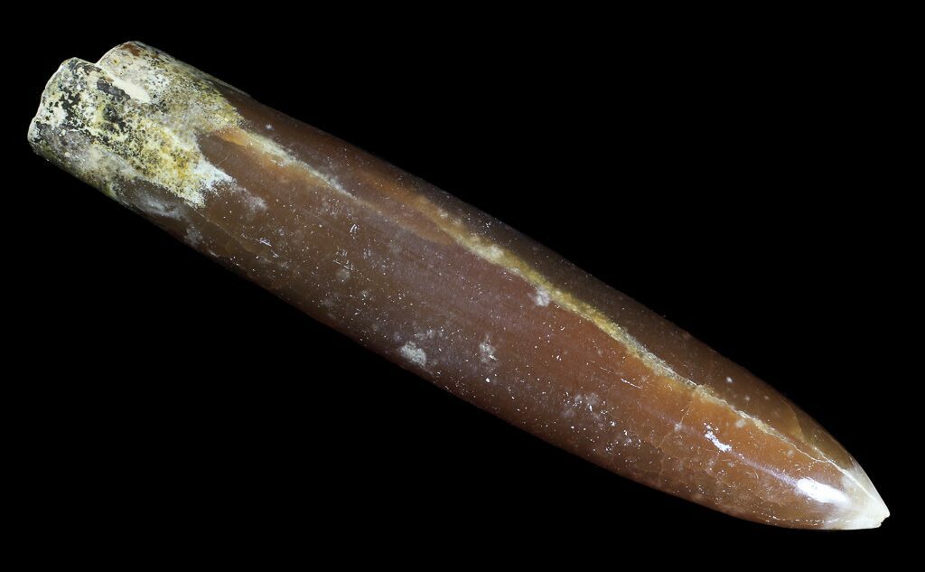 3.8" Agatized Belemnite Fossil - Sweden For Sale (#66289) - FossilEra.com