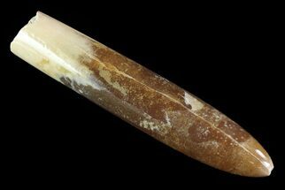 Belemnite & Straight Cephalopod Fossils For Sale - FossilEra.com