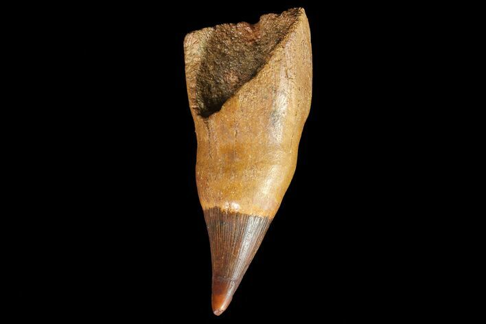 2.5" Ichthyosaur (Platypterygius) Tooth - Russia For Sale (#66755 ...