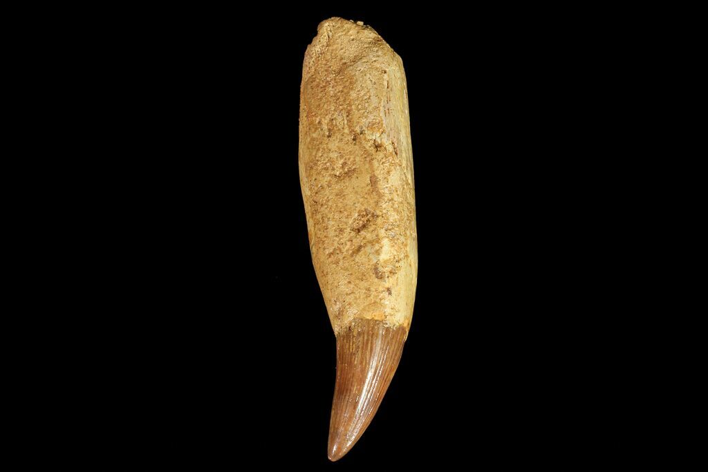 2.35" Ichthyosaur (Platypterygius) Tooth - Russia For Sale (#66756 ...