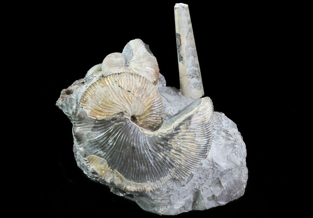 South Dakota Ammonites For Sale - FossilEra.com