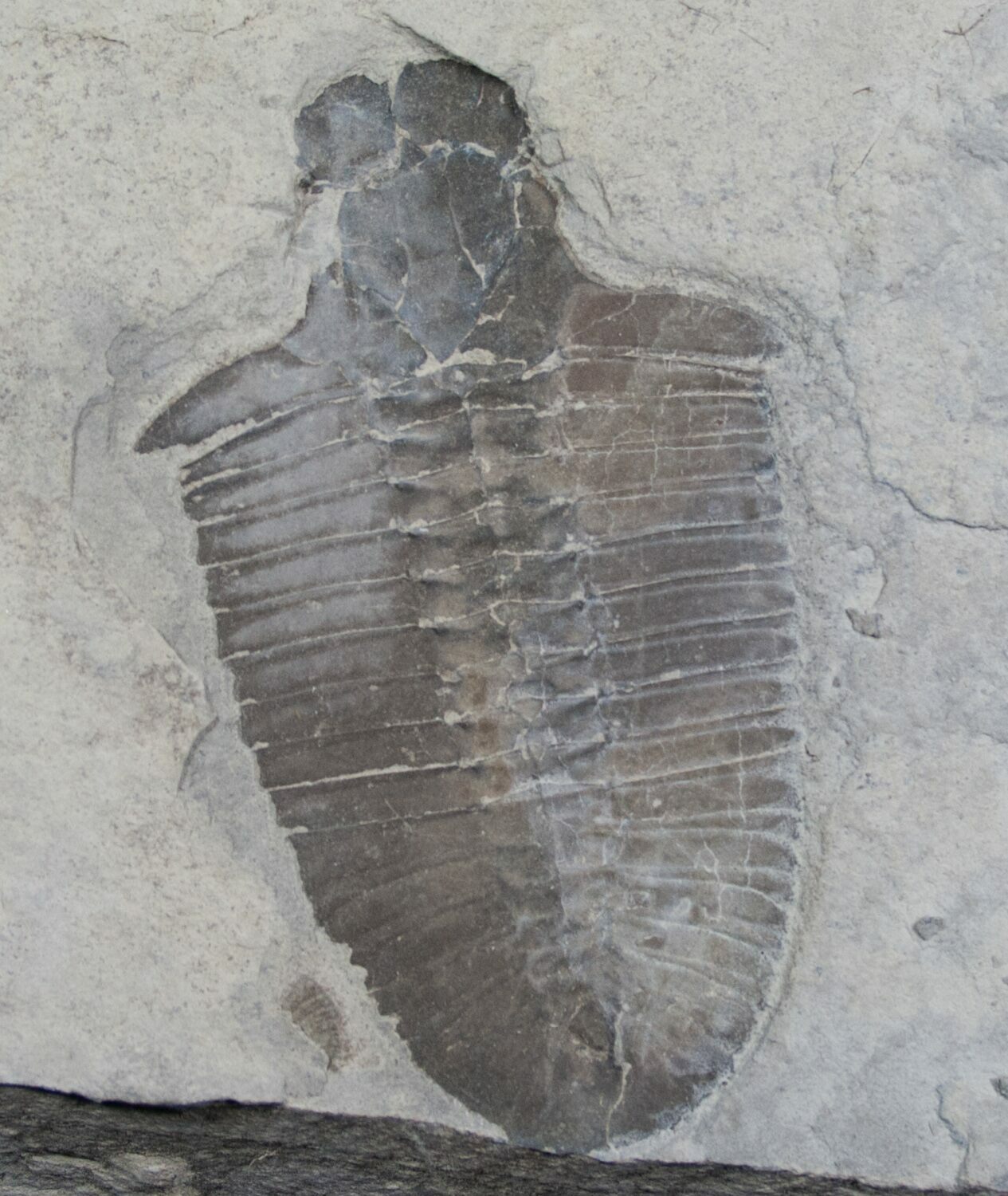 3 Inch Bathyuriscus Fimbiatus Trilobite - Utah For Sale (#5498 ...