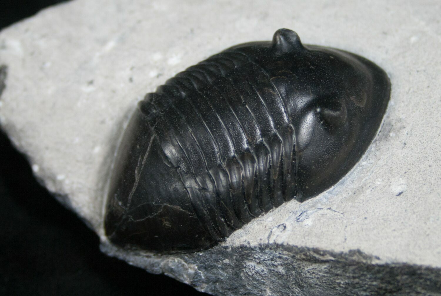 Very 3D Isotelus Trilobite - Walcott-Rust Quarry For Sale (#5516 ...