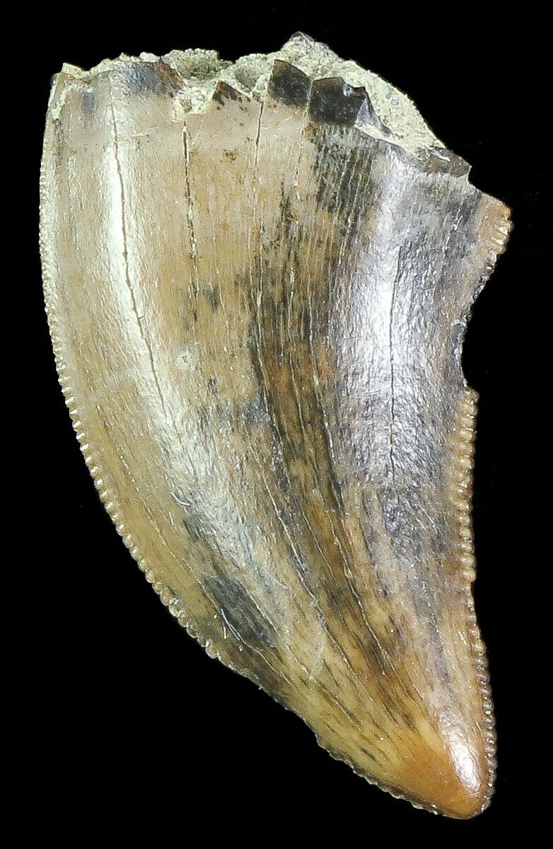.71" Serrated Theropod Tooth - Alberta (Disposition #000028-29) For ...