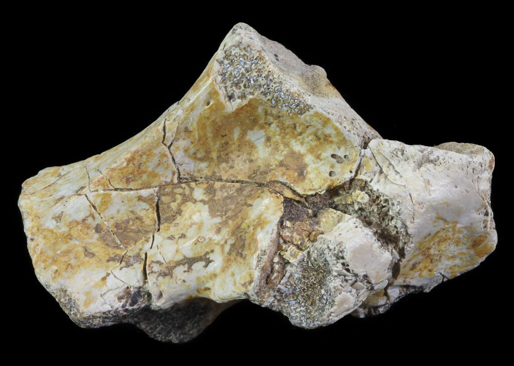 1.3" Edaphosaurus (Permian Synapsid) Vertebrae - Texas For Sale (#67830 ...