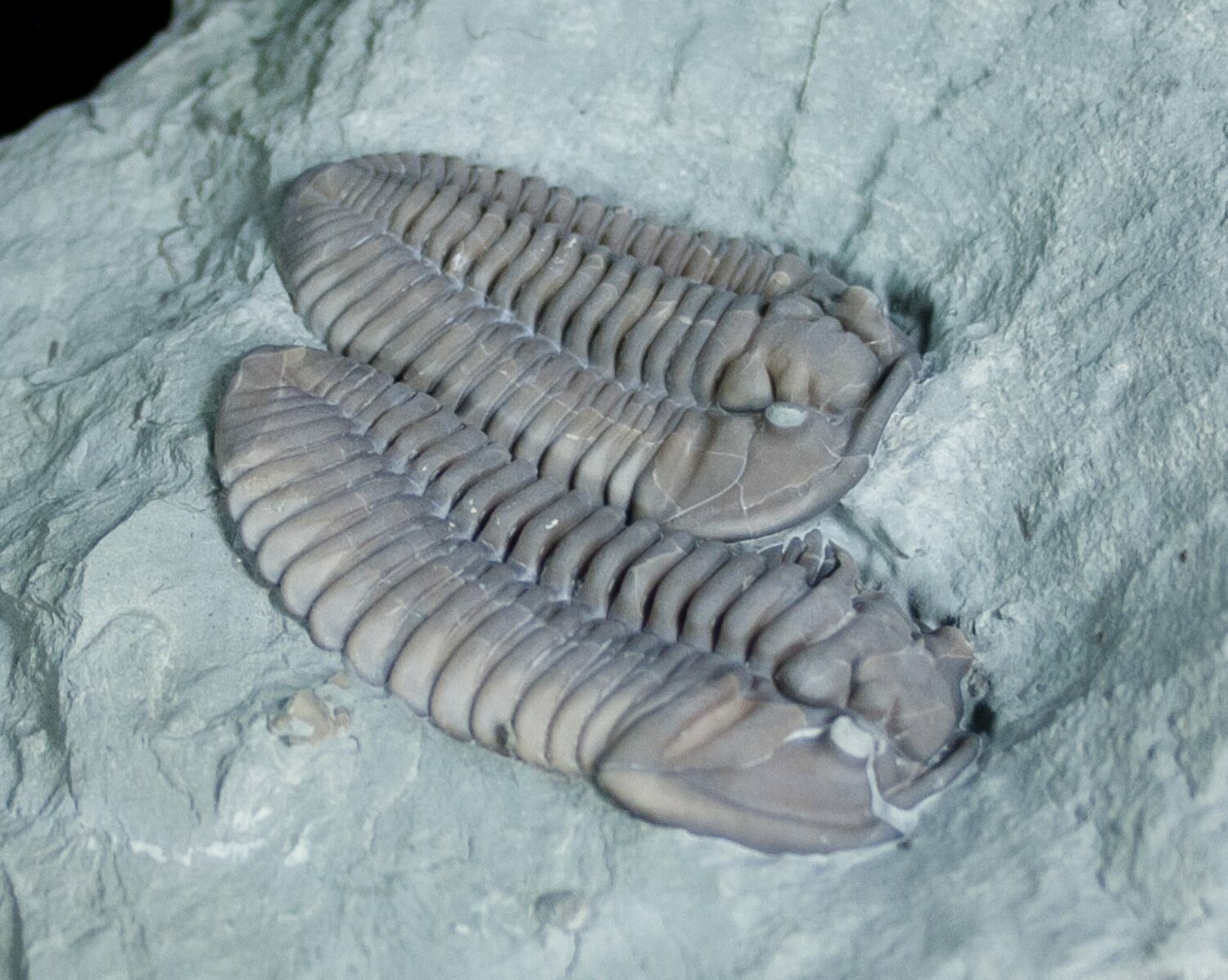 Two Huge, Oldenburg Flexicalymene Trilobites For Sale (#5526 ...
