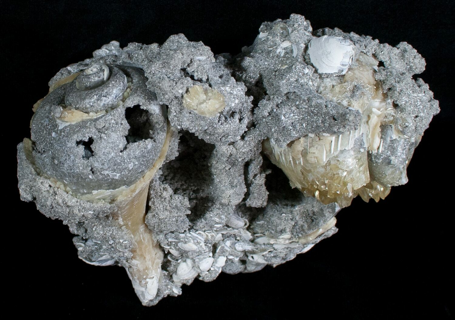 Crystal Filled Fossil Whelks & Bivalves in Matrix! For Sale (#5533 ...