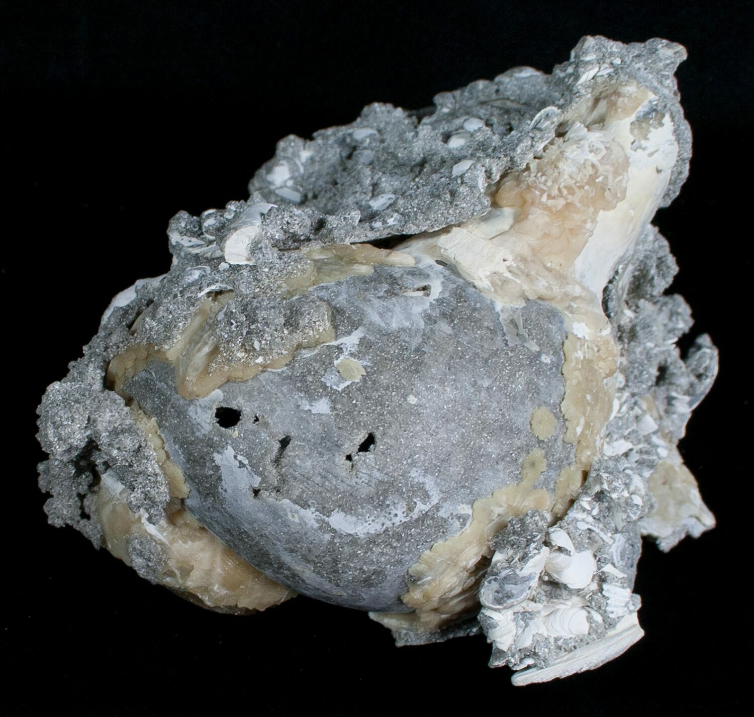 Crystal Filled Fossil Whelks & Bivalves in Matrix! For Sale (#5533 ...