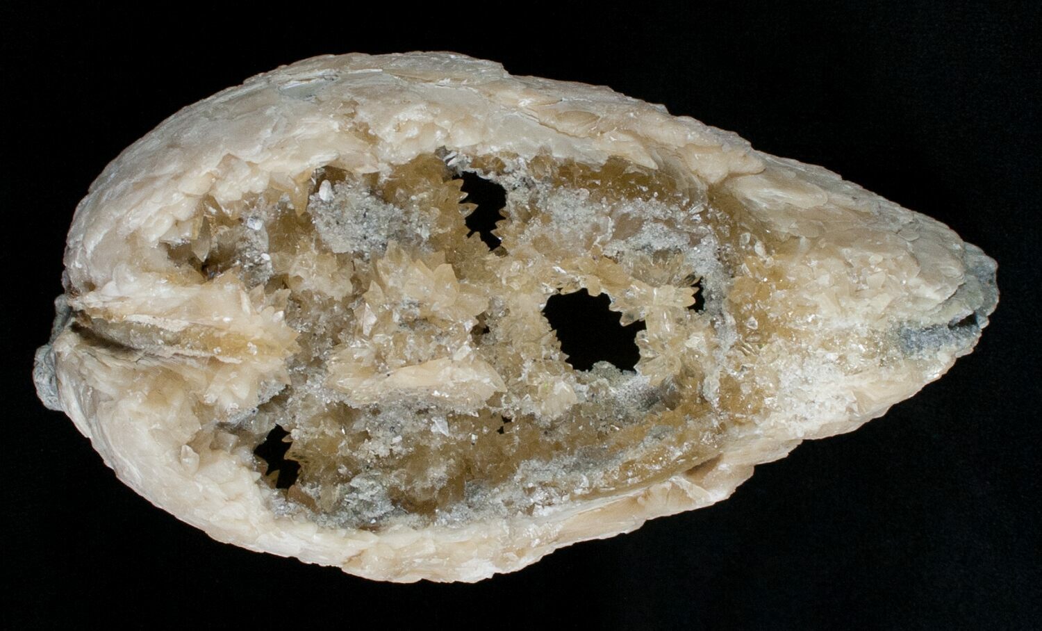 Huge Crystal Filled Fossil Clam - Rucks Pit, FL For Sale (#5534 ...