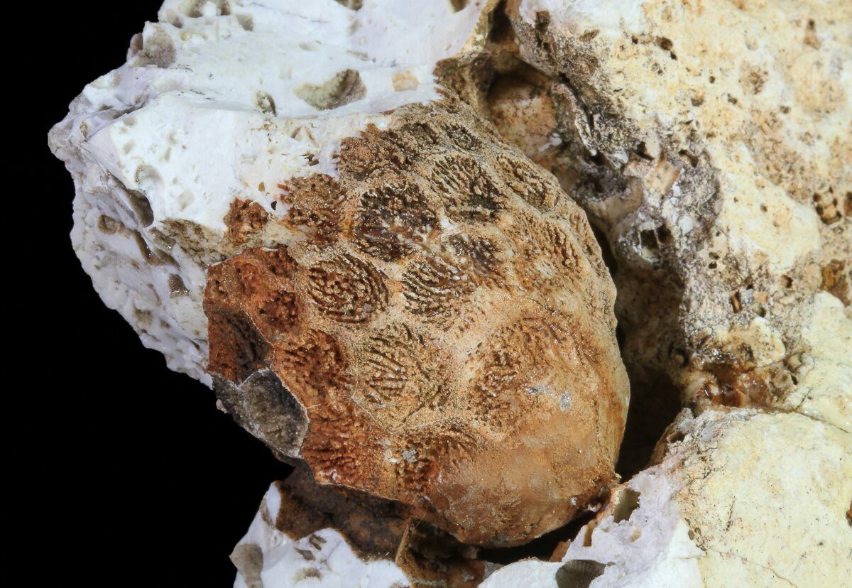 Fossil Crinoid Calyx's (3 Species) - Burlington Formation, Missouri For ...