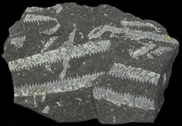 Fossil Graptolites (Didymograptus) - Great Britain For Sale (#68000 ...