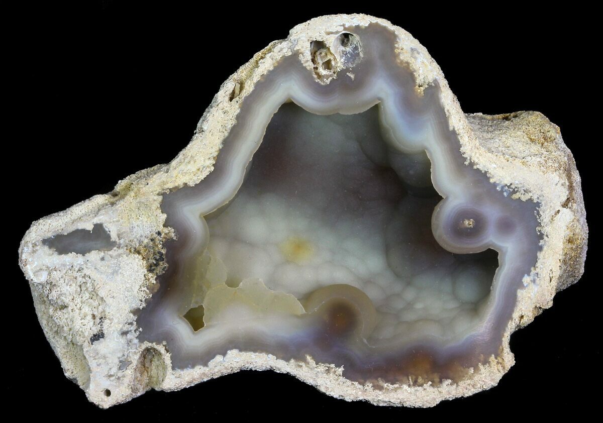 3.6" Unique, Agatized Fossil Coral Geode - Florida For Sale (#66847 ...