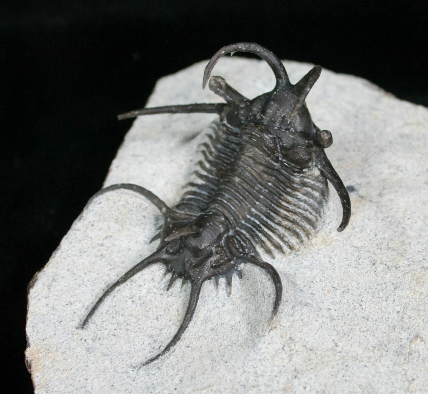 Trilobite Alien