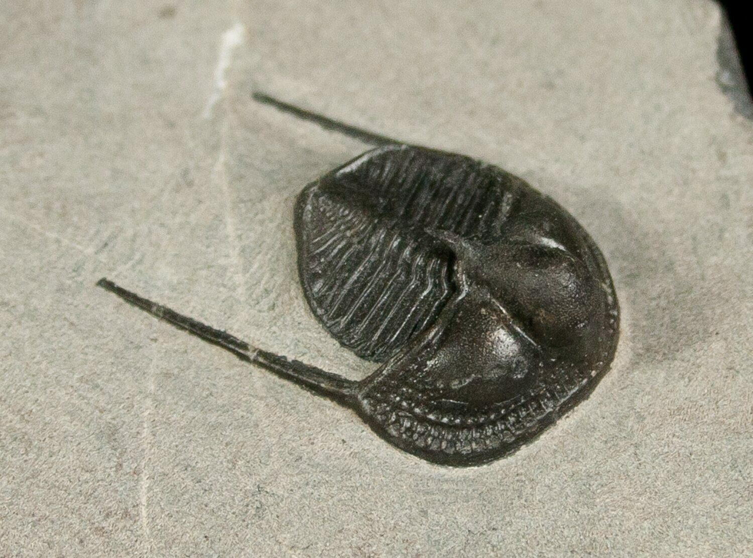 Perfectly Inflated Cryptolithus Trilobite - Pennsylvania For Sale ...