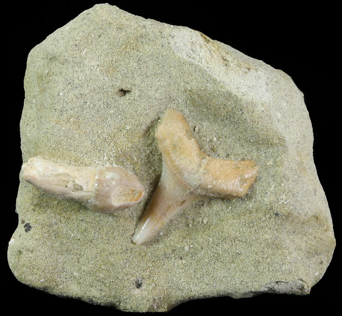 Fossil Sea Lion and Mako Shark Tooth - Bakersfield, CA For Sale (#69079 ...