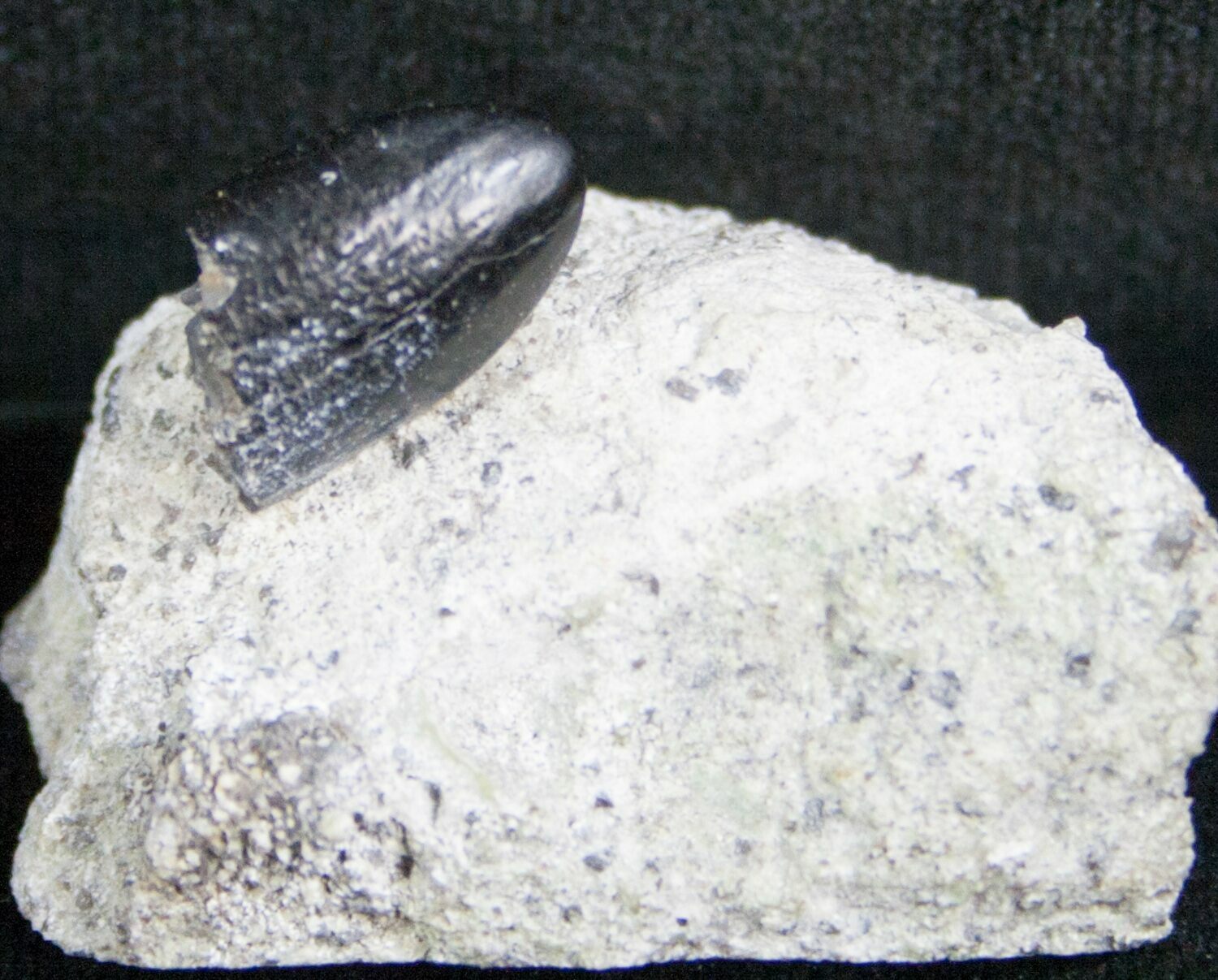 Partial Diplodocus Tooth - Morrison Formation For Sale (#5602 ...