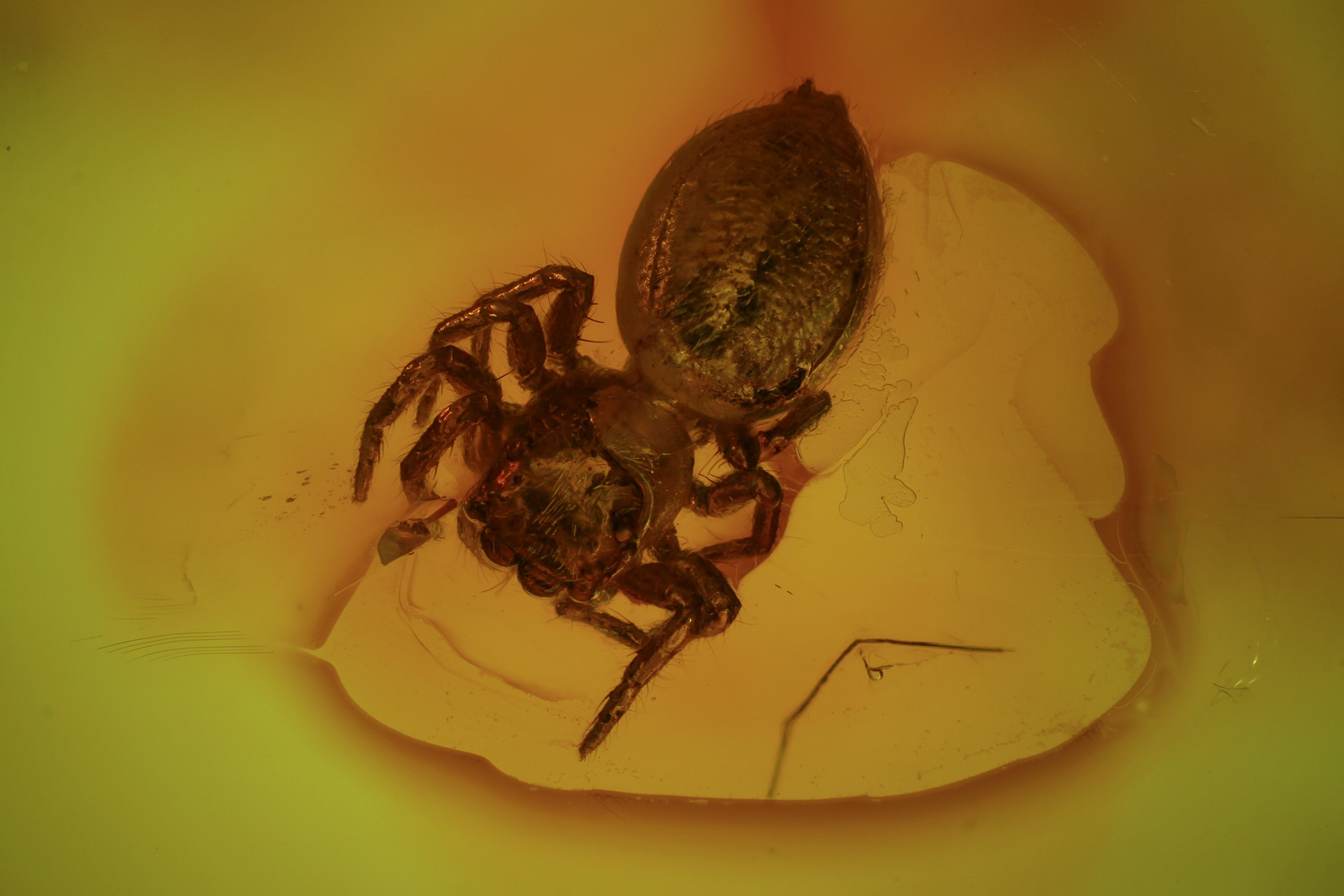 Rare Fossil Jumping Spider (Aranea) In Baltic Amber For Sale (#69243 ...