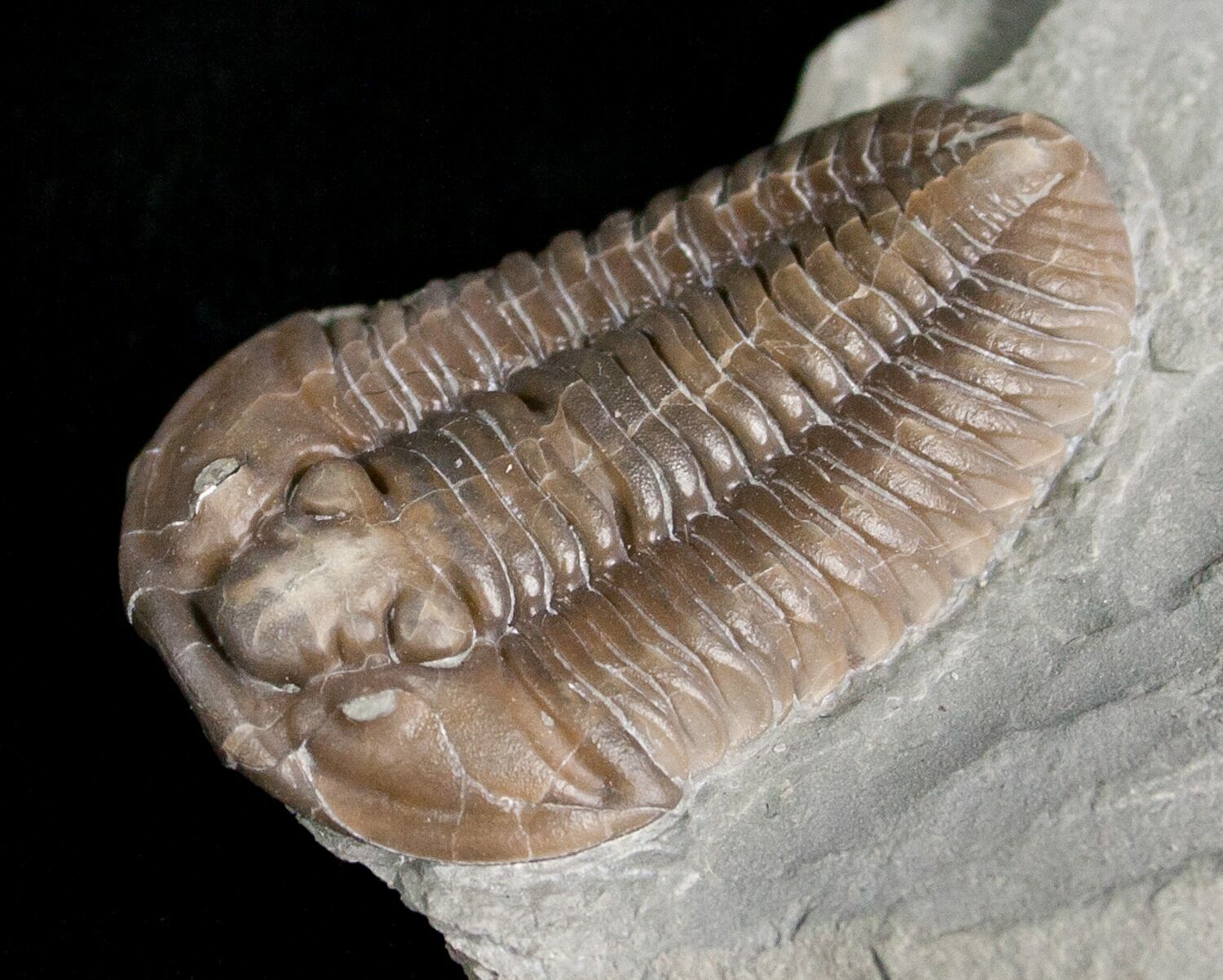 1.26" Flexicalymene Trilobite From Indiana For Sale (#5607) - FossilEra.com
