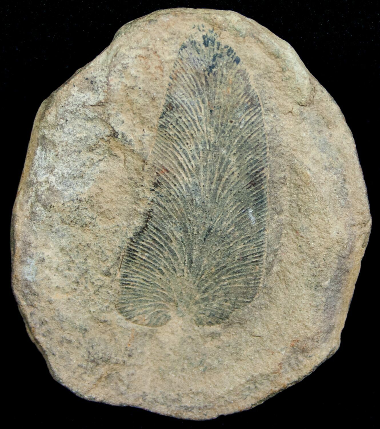 Fossil Neuropteris Seed Fern Leaf For Sale (#5735) - FossilEra.com