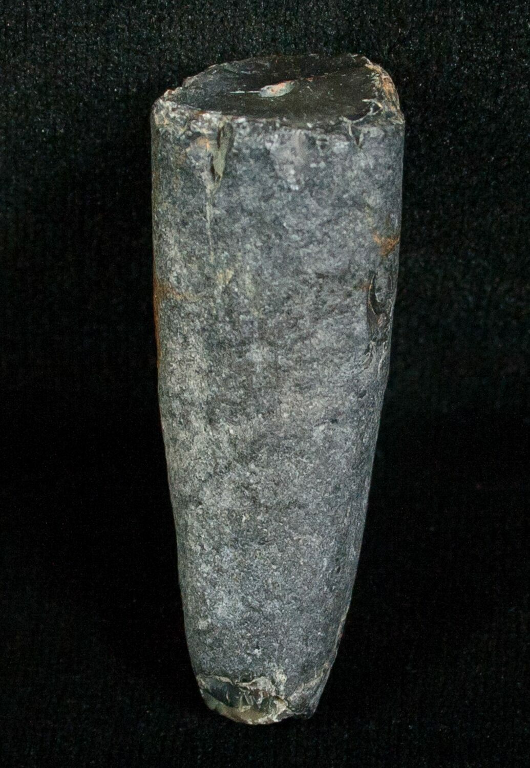 Miocene Aged Fossil Whale Tooth - 1.68" For Sale (#5657) - FossilEra.com