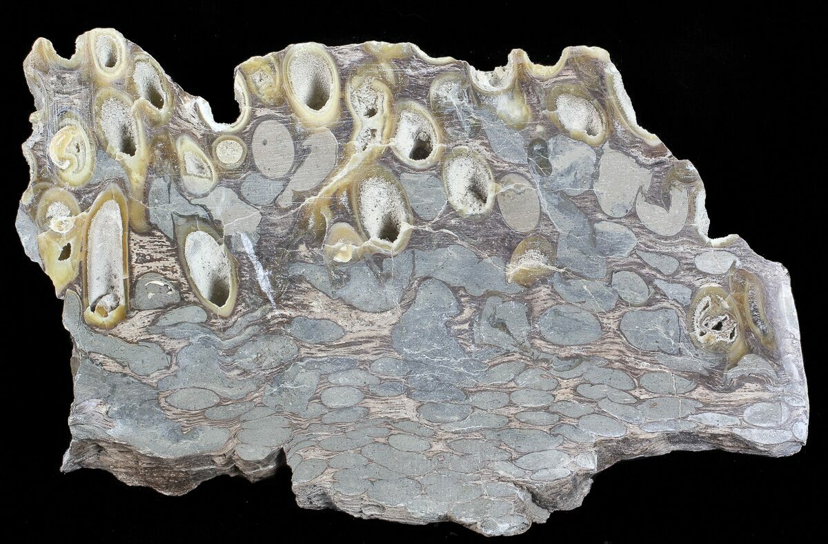 3.6" Slab Fossil Teredo (Shipworm Bored) Wood - England For Sale ...