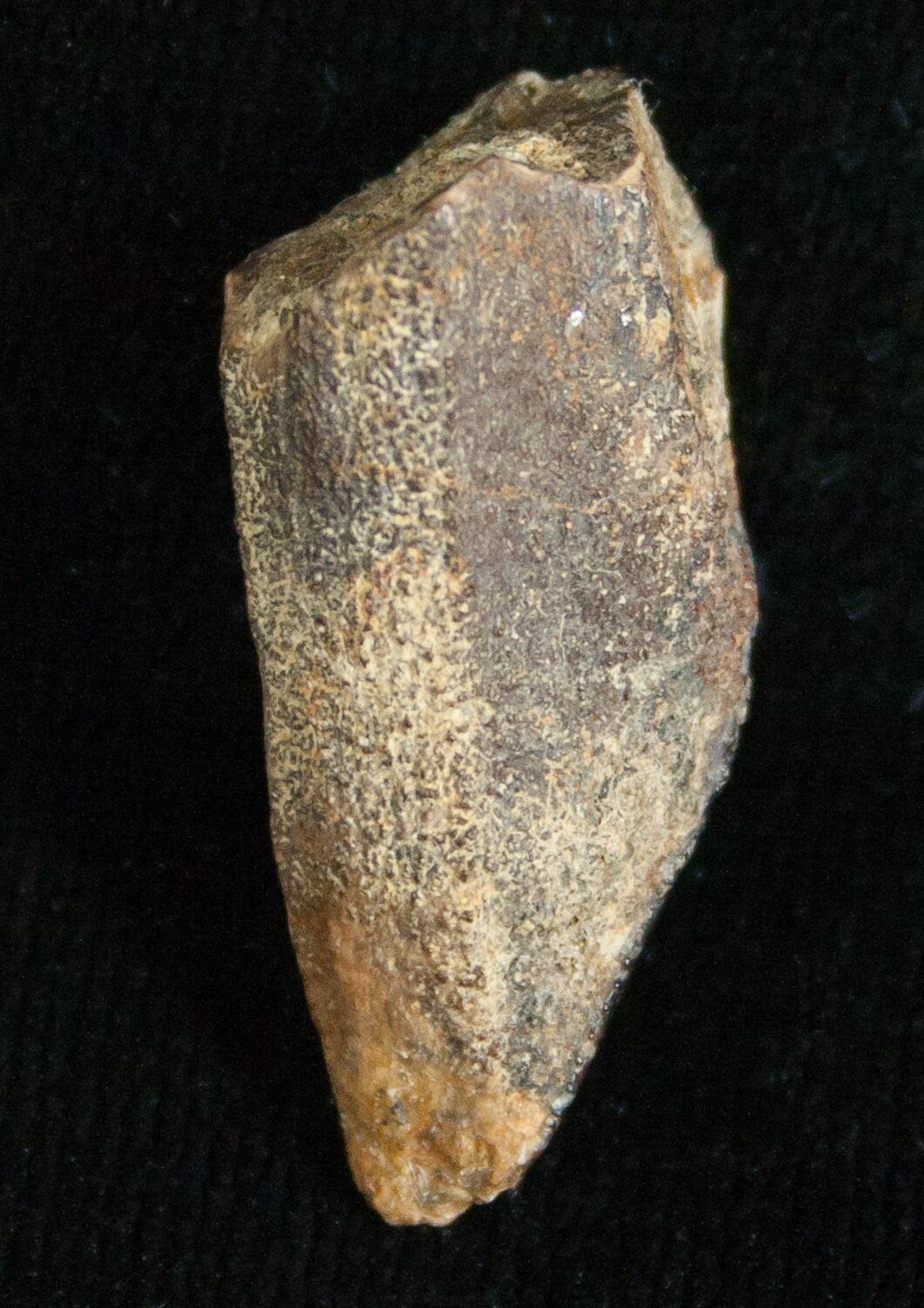 Nice Edmontosaurus (Hadrosaur) Tooth - .99" For Sale (#5680 ...