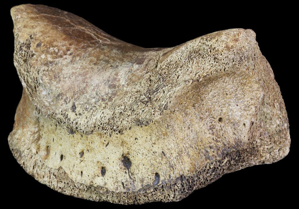 3.9" Ceratopsian Dinosaur Toe Bone - Alberta (Disposition #000028-29 ...