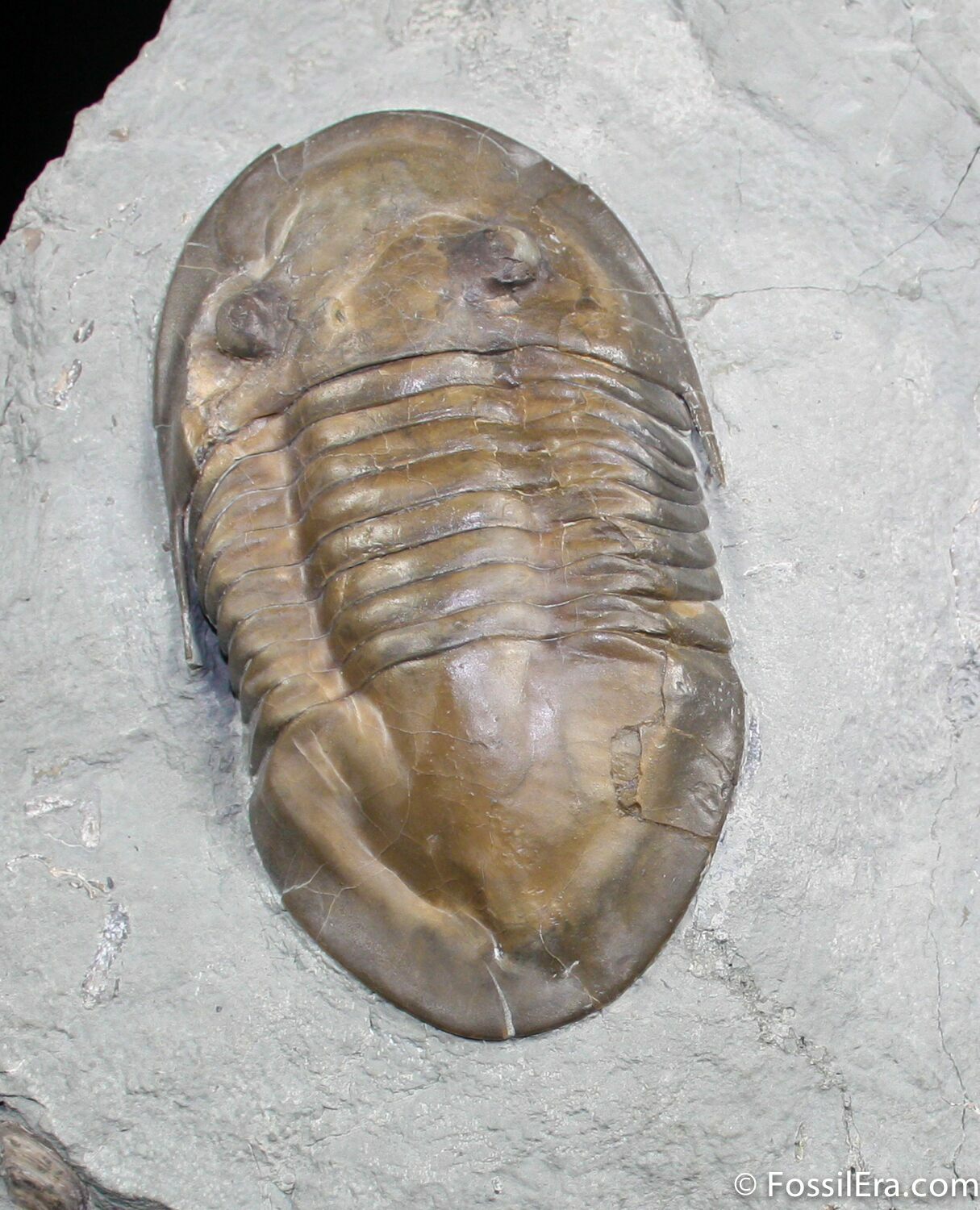 Museum Piece - Isotelus and Flexicalymene Multiple For Sale (#862 ...