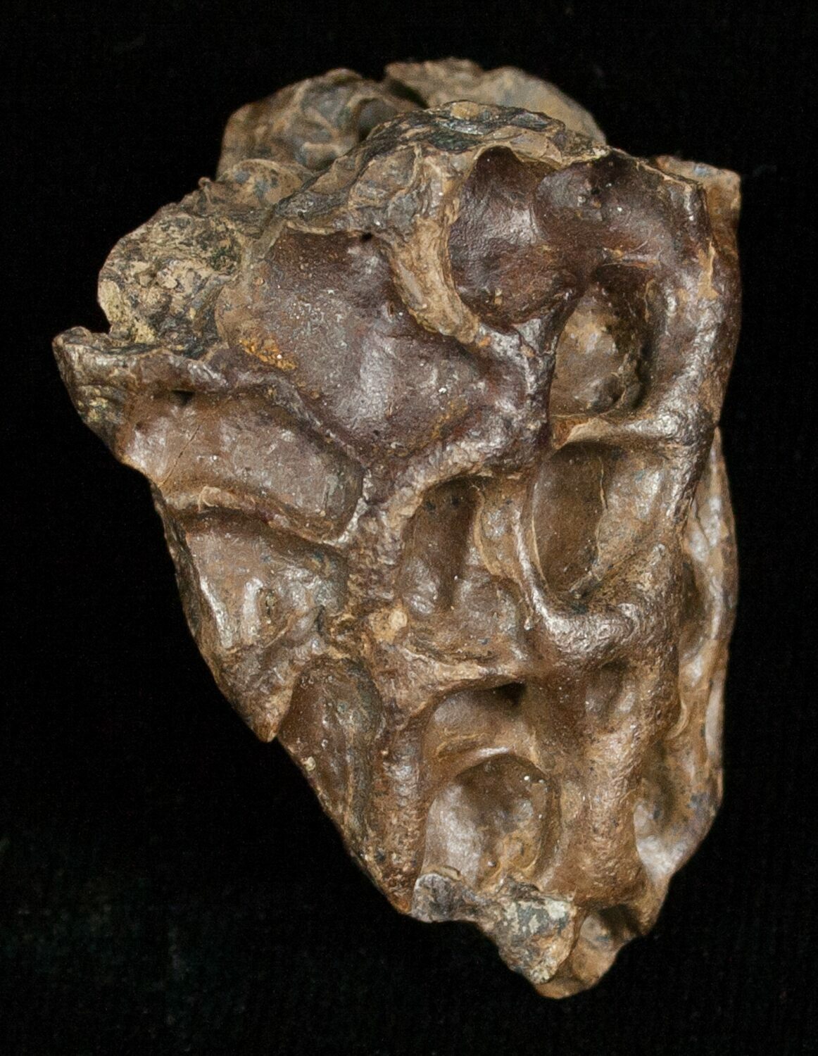 Leidyosuchus Skull Fragment - Cretaceous Crocodilian For Sale (#5718 ...