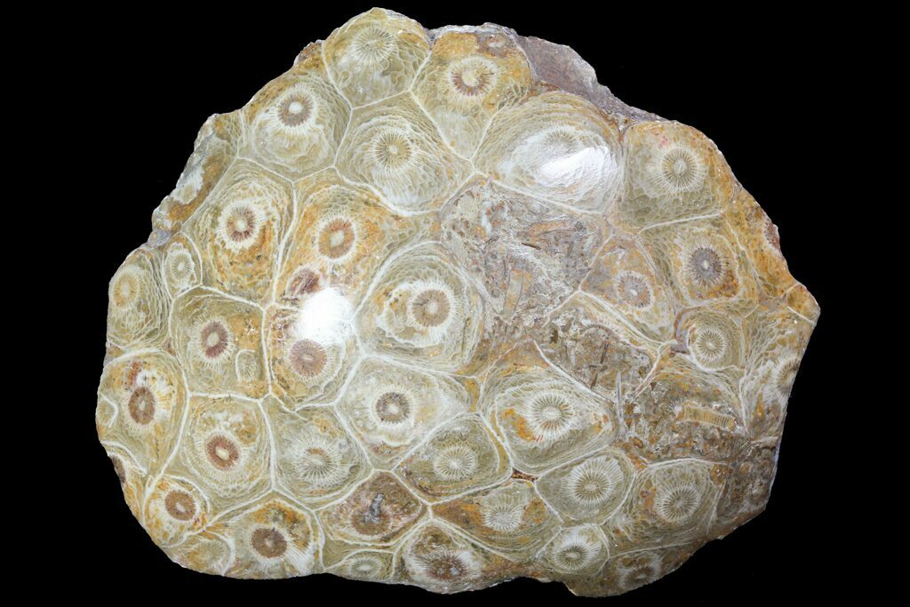 4.9" Polished Fossil Coral (Hexagonaria) Head - Morocco For Sale ...