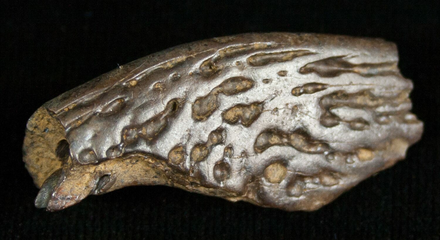 Leidyosuchus Skull Fragment - Cretaceous Crocodilian For Sale (#5721 ...