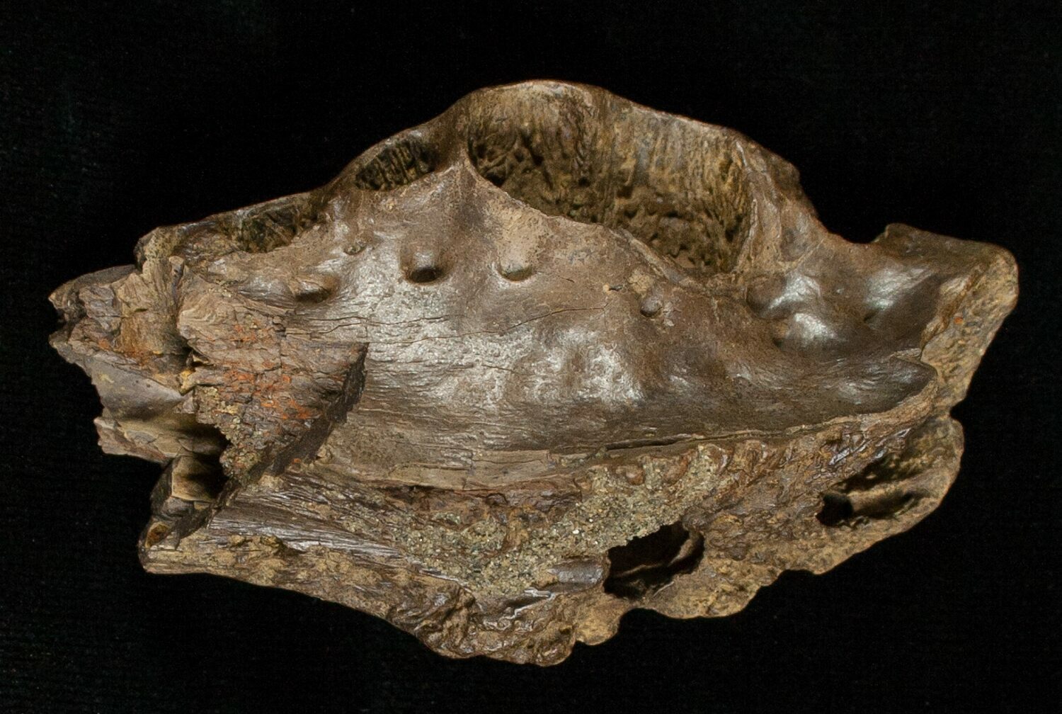 Leidyosuchus Jaw Fragment - Cretaceous Crocodilian For Sale (#5722 ...