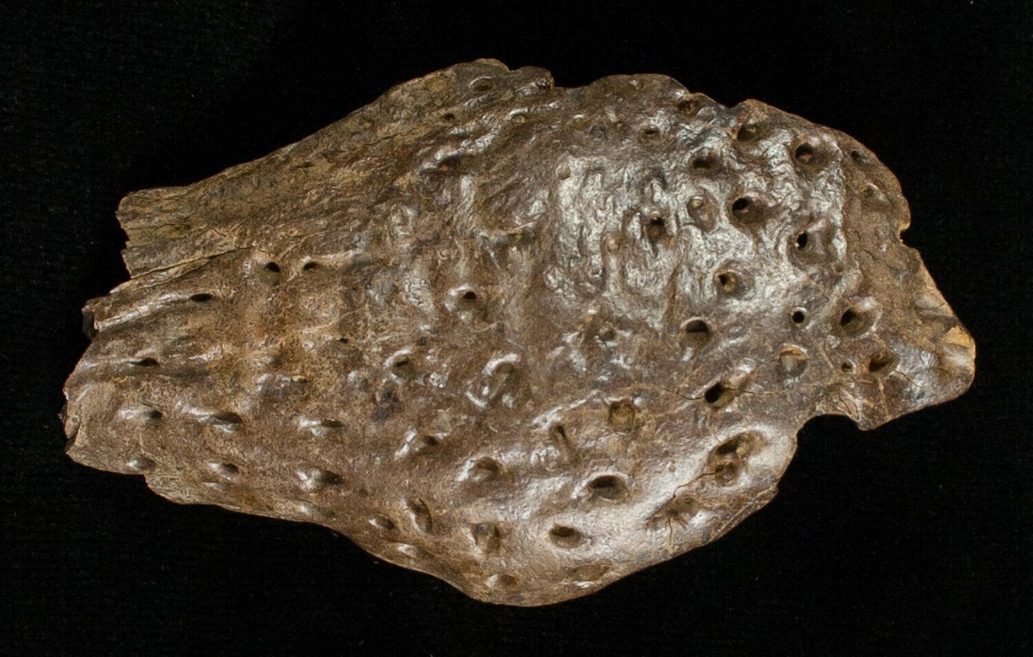 Leidyosuchus Jaw Fragment - Cretaceous Crocodilian For Sale (#5722 ...