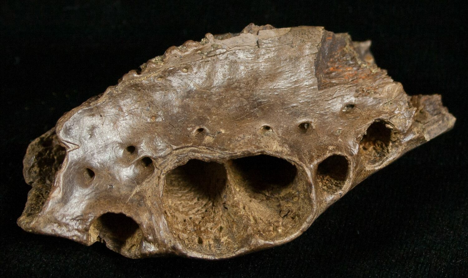 Leidyosuchus Jaw Fragment - Cretaceous Crocodilian For Sale (#5722 ...