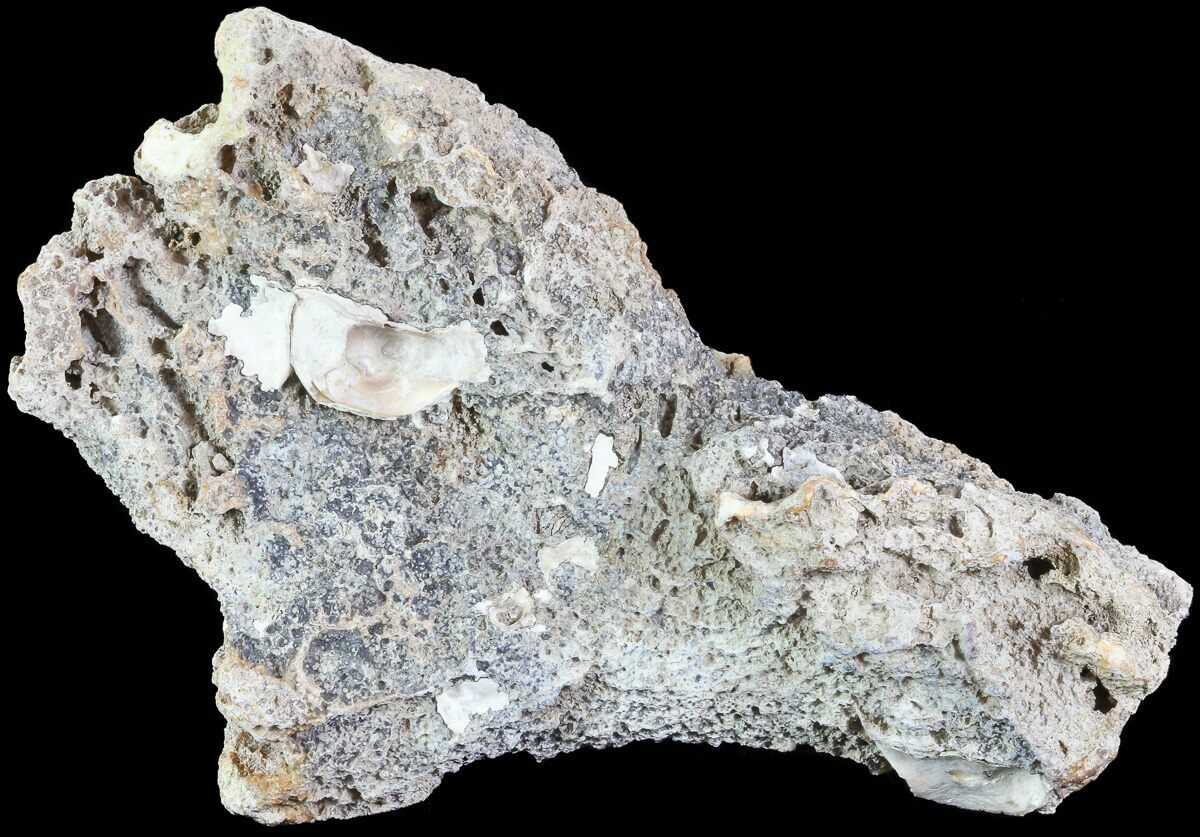 4.2" Unique, Agatized Fossil Coral Geode - Florida For Sale (#72305 ...