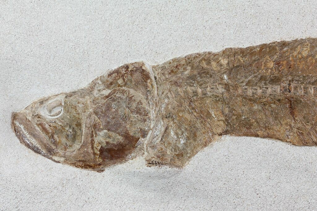 31" Cretaceous Fossil Fish - Goulmima, Morocco (Special Price) For Sale ...