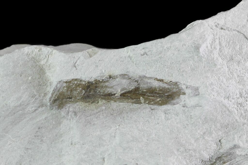 Ediacaran Aged Fossil Worms (Sabellidites) - Estonia For Sale (#73522 ...