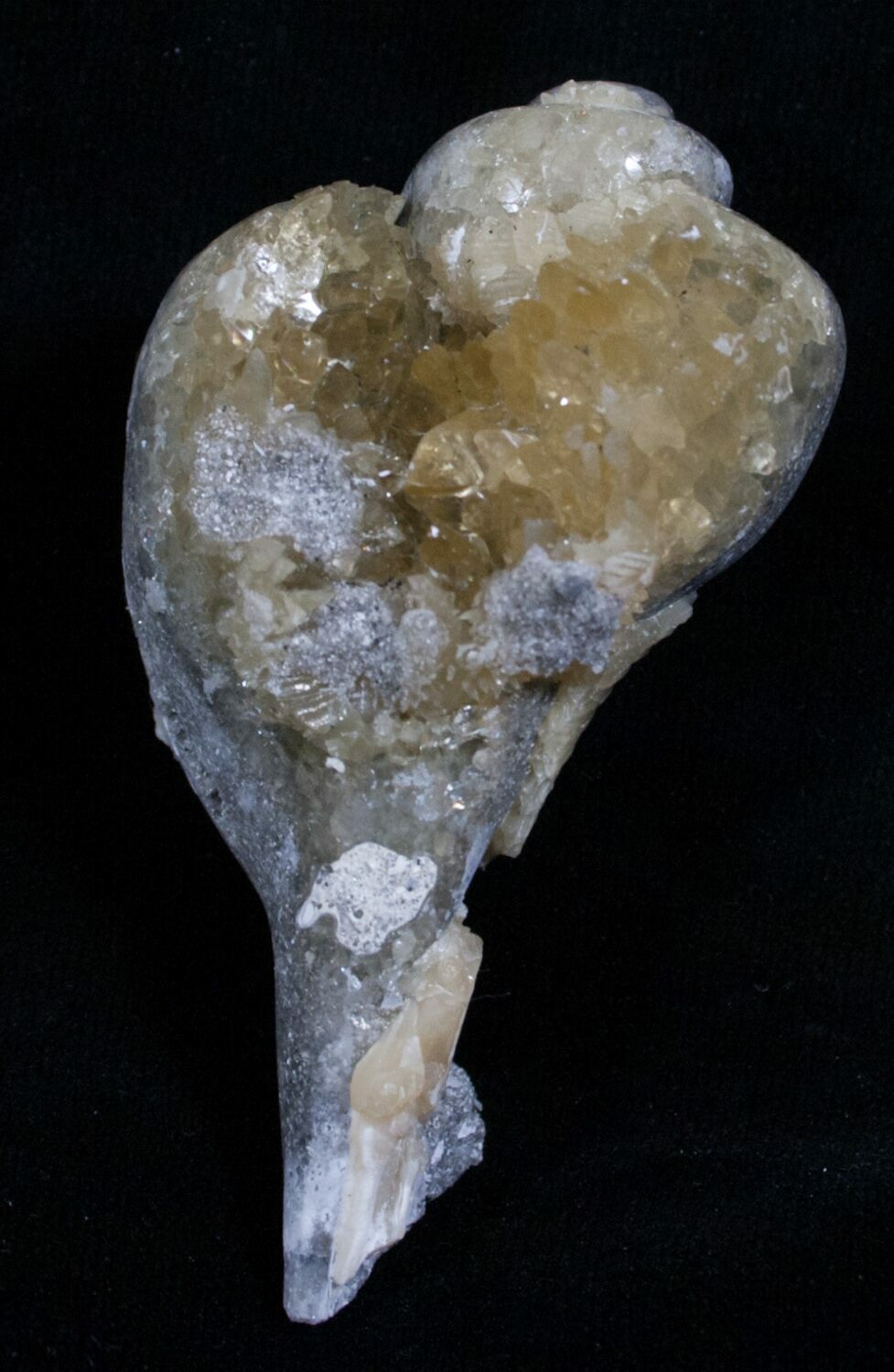 Crystalized Fossil Whelk - 2 1/2 Inches For Sale (#5788) - FossilEra.com