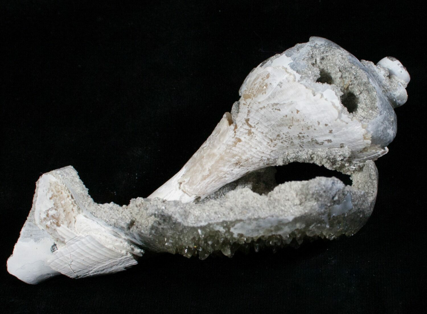 Crystalized Fossil Whelk - 4.2 Inches For Sale (#5791) - FossilEra.com