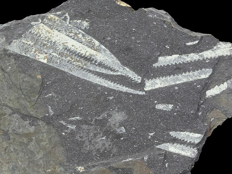 Fossil Graptolites (Didymograptus) - Great Britain For Sale (#68010 ...