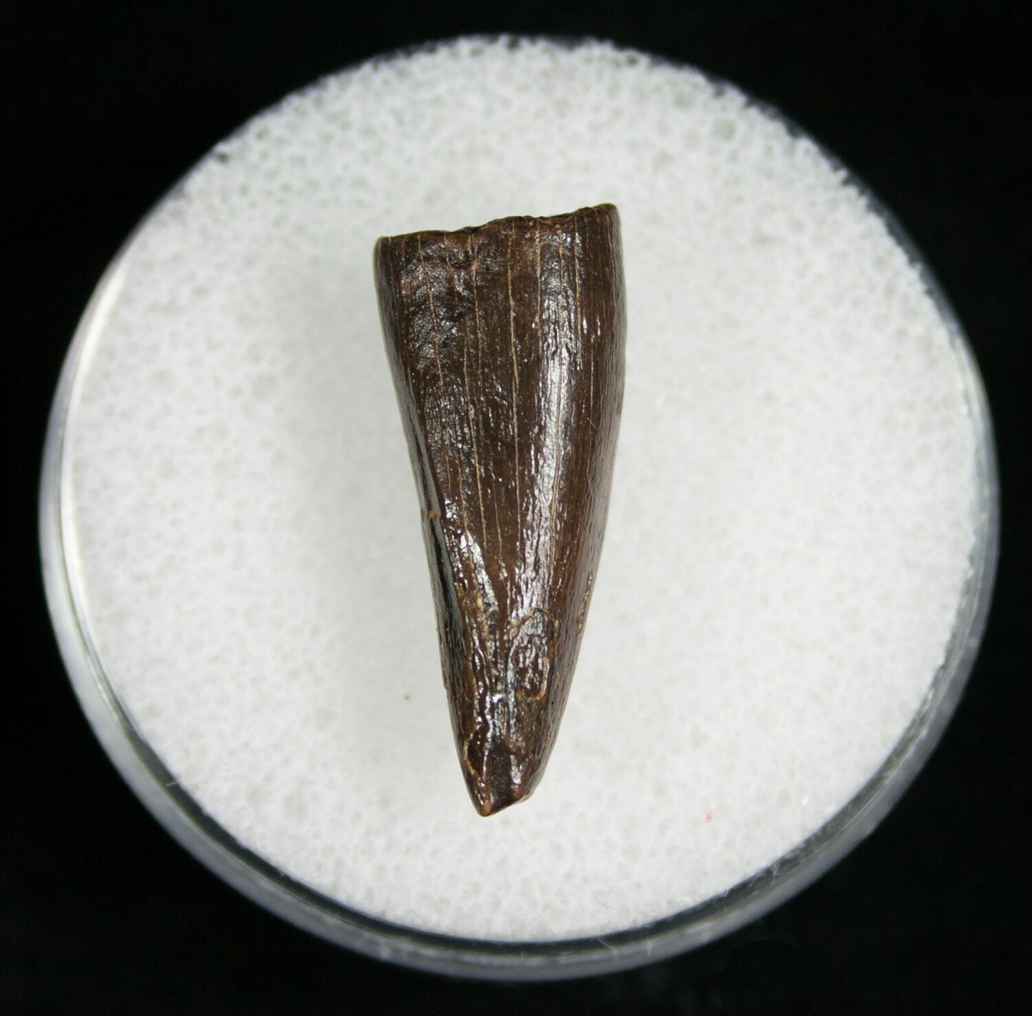 .87" Aublysodon Tooth - South Dakota For Sale (#5817) - FossilEra.com